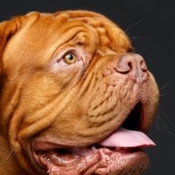 CBD Oil Dosage Guide - Dr. Fossum's Pet Care