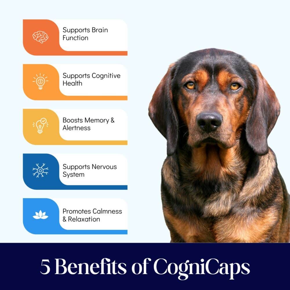 CogniCaps - Cognitive Supplement for Senior Dogs | Dr. Fossum's