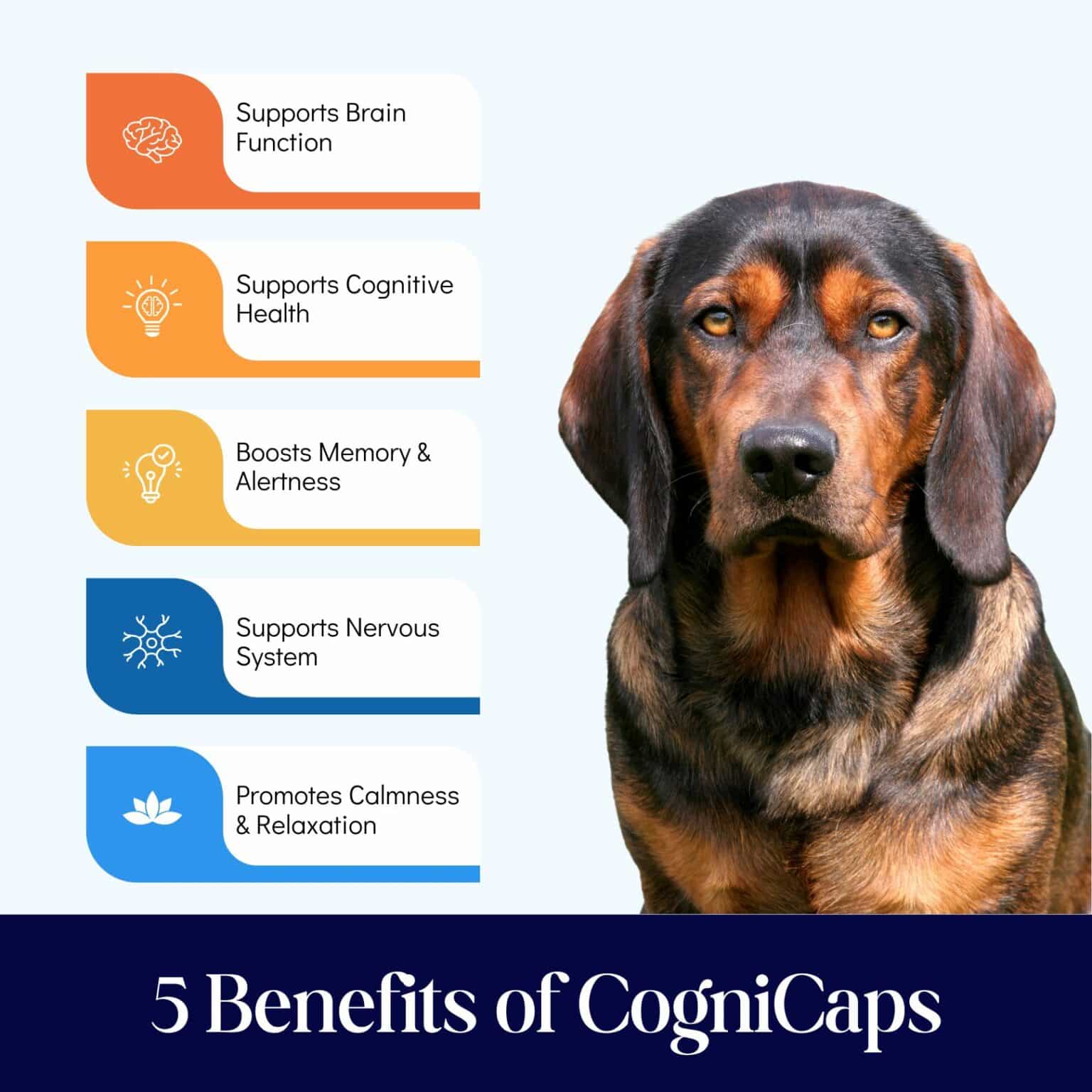 CogniCaps - Canine Cognitive Function Supplement - Dr. Fossum's