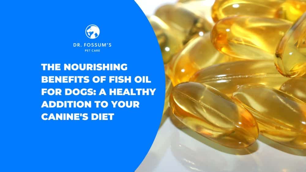 The Nourishing Benefits of Fish Oil for Dogs: A Healthy Addition to ...