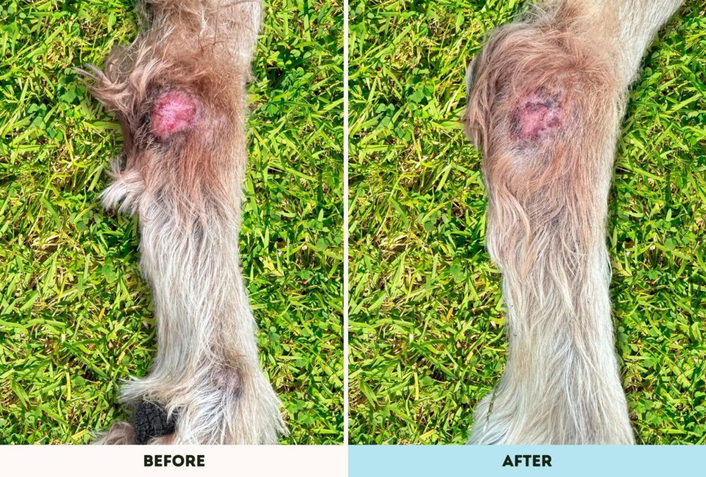 Unveiling the Ultimate Solution for Itchy Dogs: Oleander Anti-Itch ...