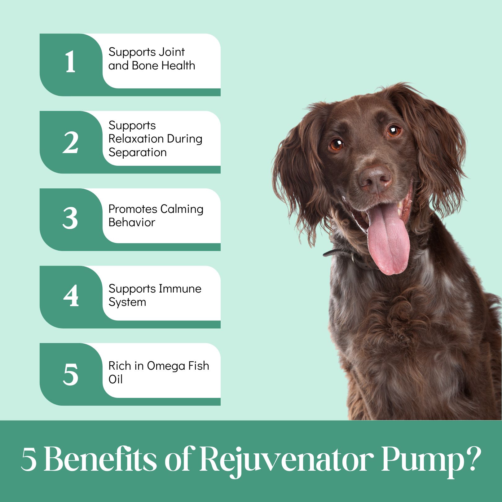 Rejuvenator Hemp Extract Supplement Pump for Dogs 6 lbs & Over - Dr ...