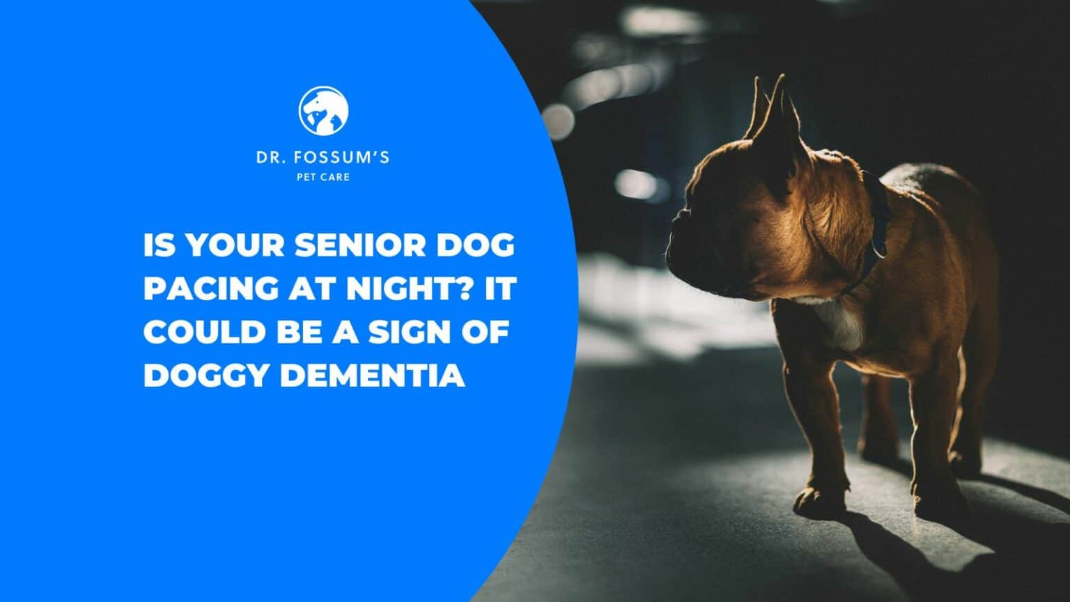 Is Your Senior Dog Pacing at Night? It Could Be a Sign of Doggy ...